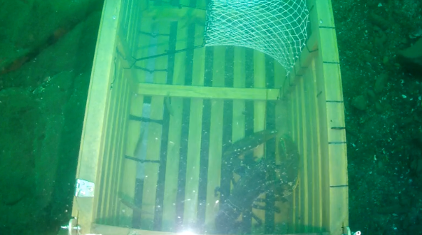 Se hummer­fis­ket direkte - fvn.no