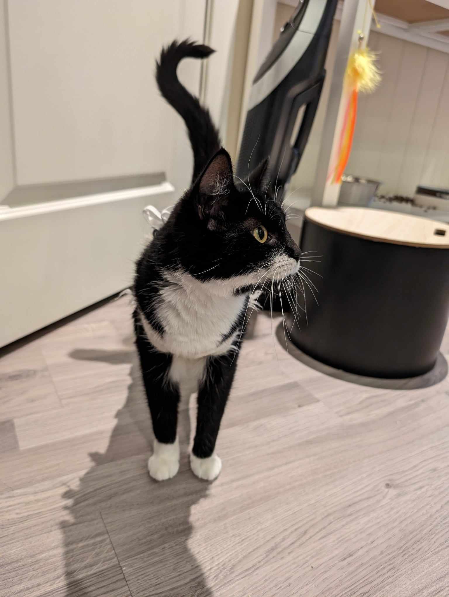 Lucy ønsker seg et hjem - innherred.no