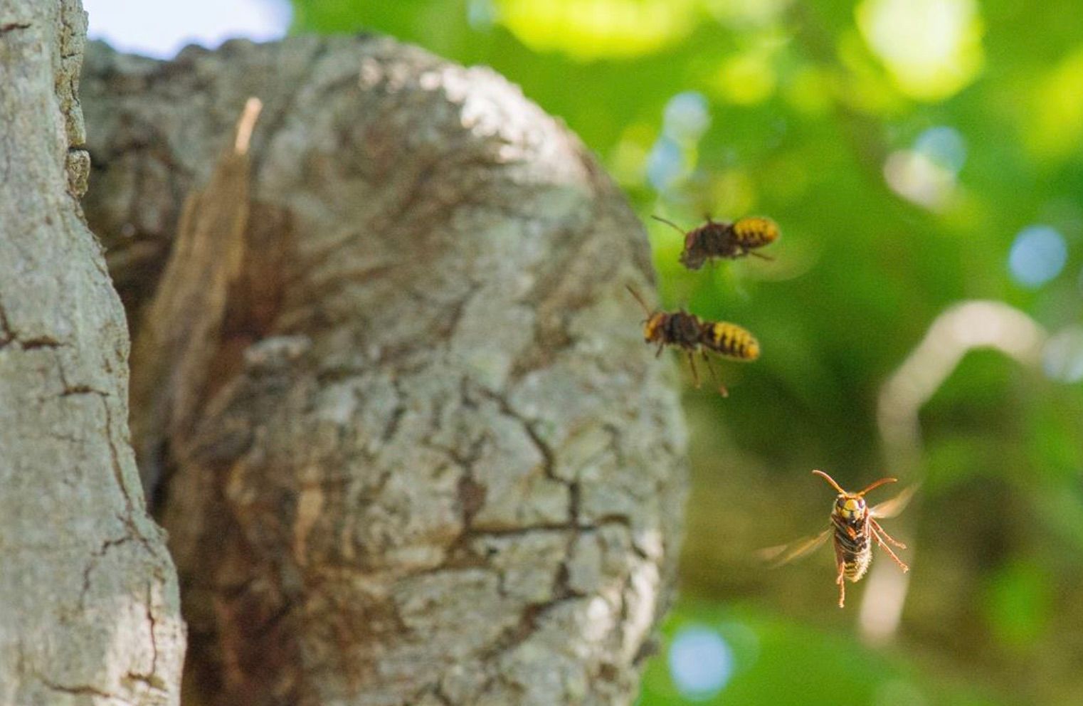 Pengepremie for de som oppdager denne monstervepsen - opp.no