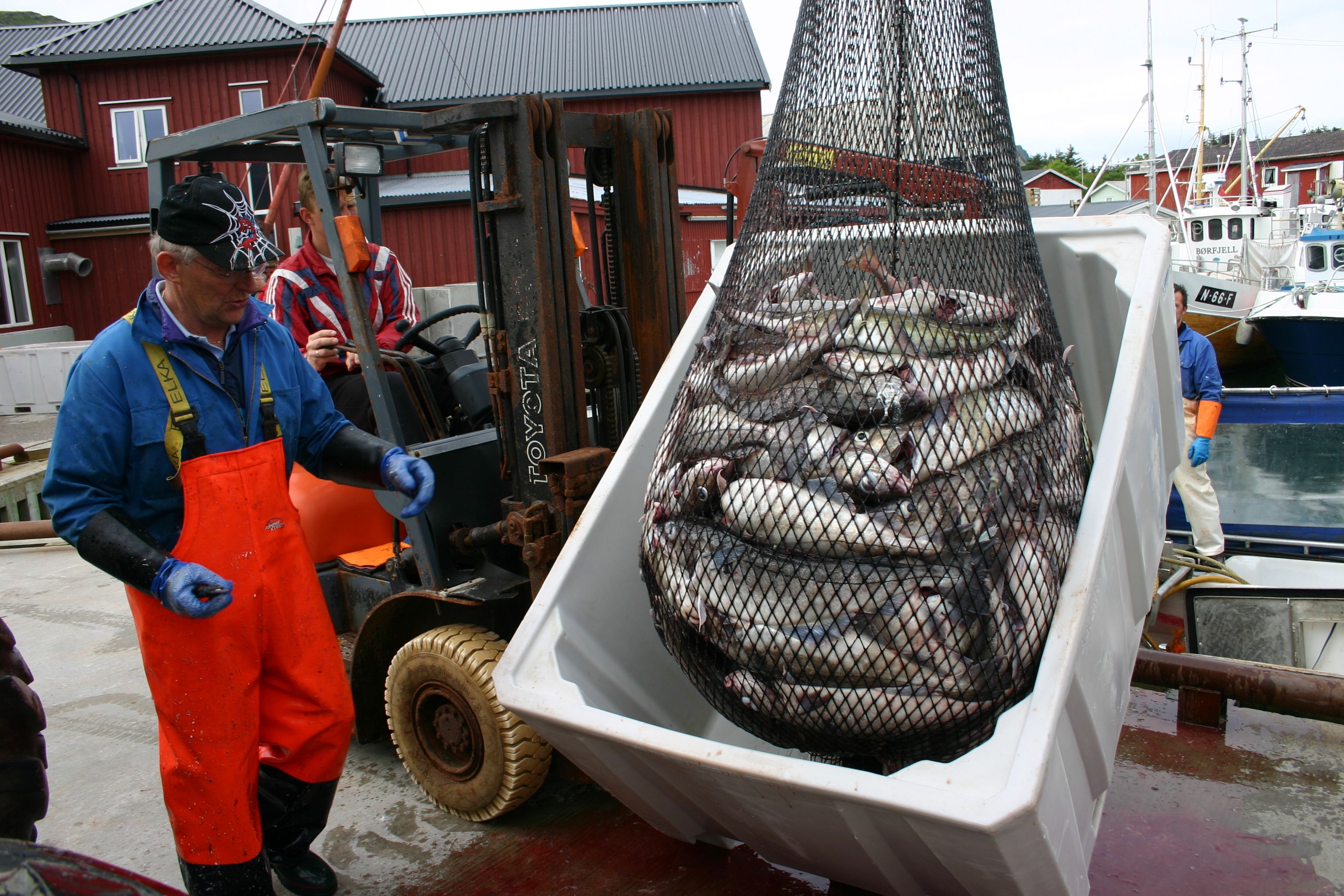 Fritt hysefiske for kystflåten - kystogfjord.no