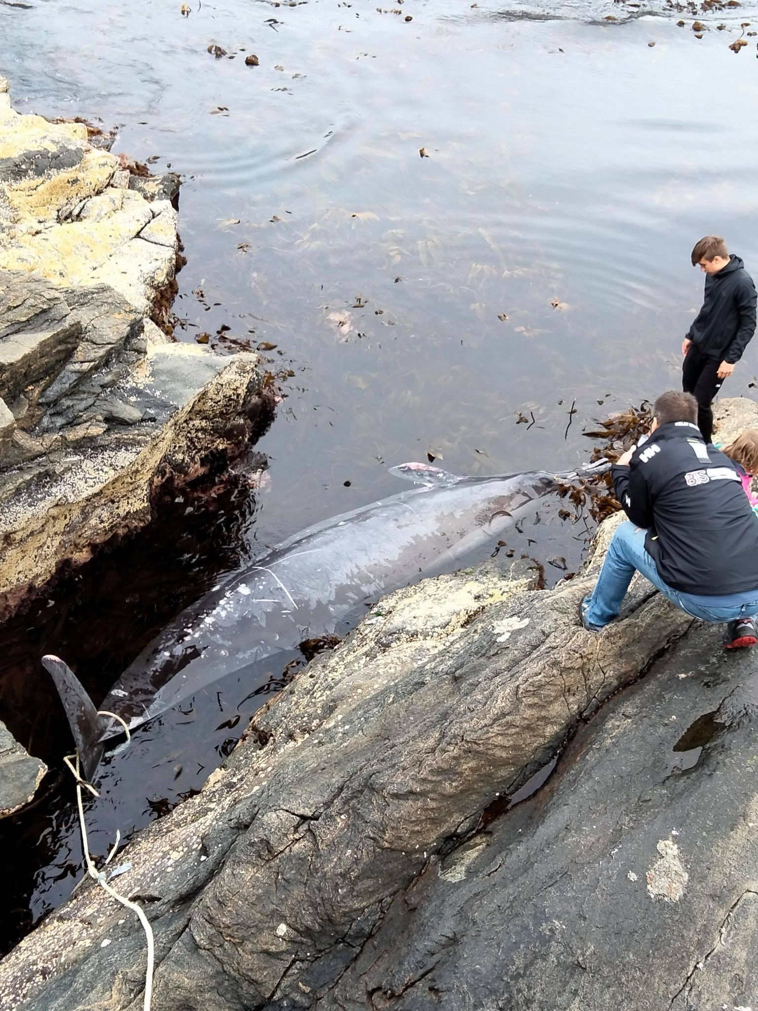 Skadd kval dreiv inn mot turiststranda: – Vi var seks mann som heiste ...