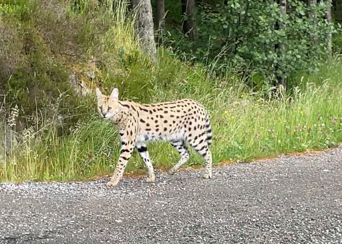 Dyreparken åpner for å ta inn omstridt kattedyr - fvn.no