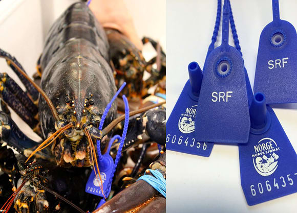 Hummersesongen starter og hummeren skal merkes - rbnett.no