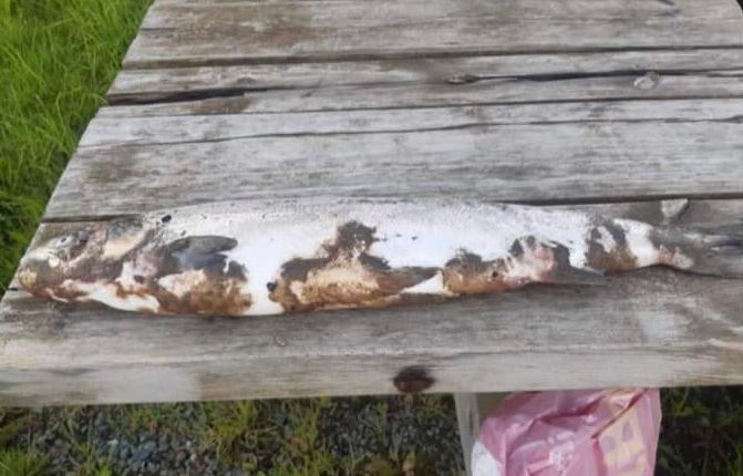 Funn av flere døde fisker, men vil ikke stenge elva: – Da har vi ingen ...