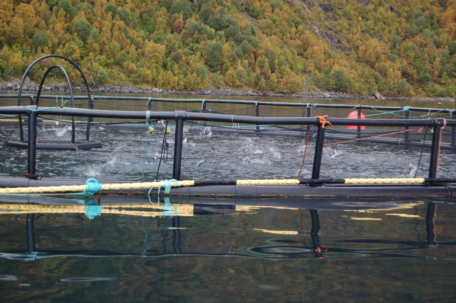 All oppdrett i Lofoten stoppet - ht.no