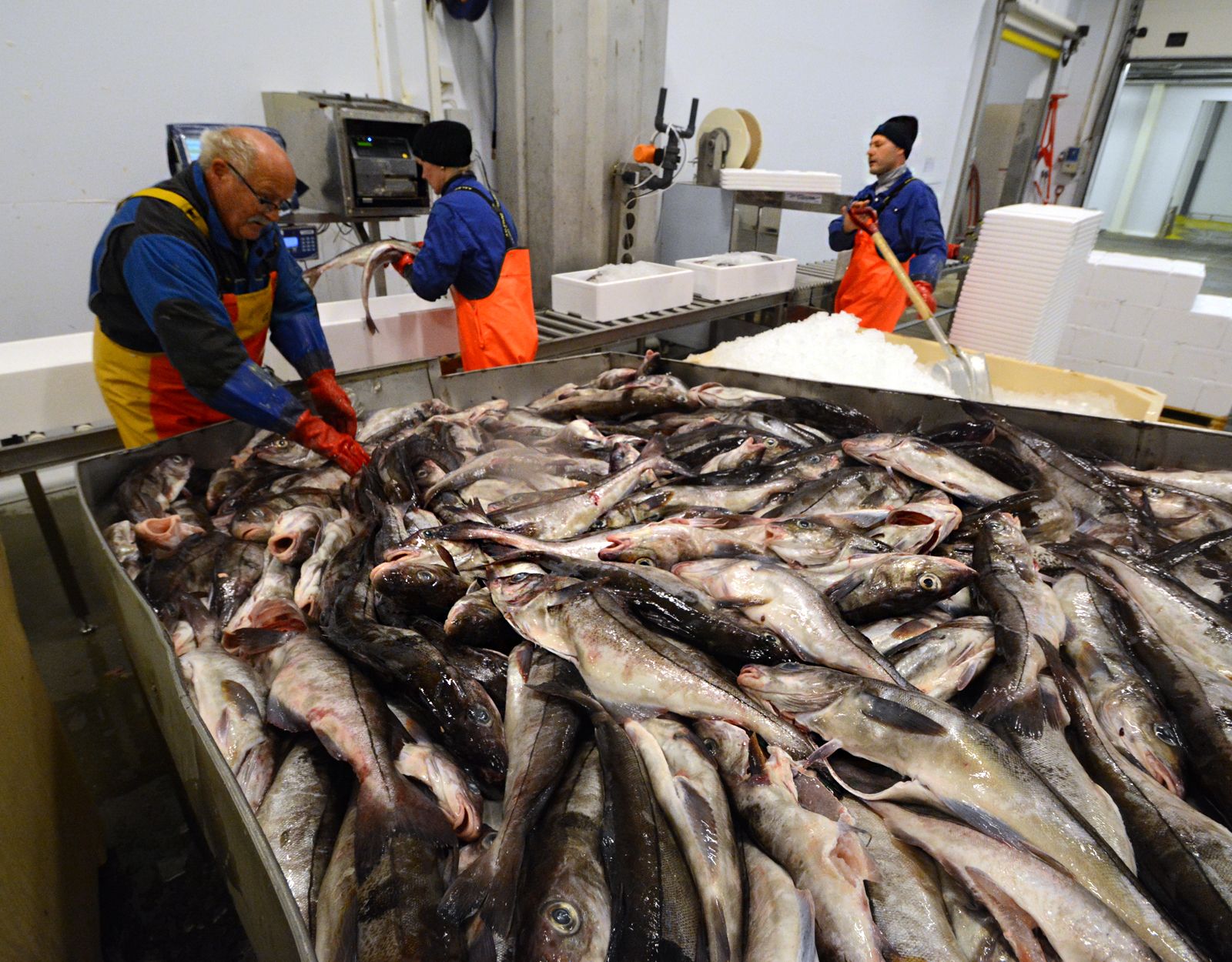 Bekymret for nytt stormfiske på hysa - kystogfjord.no
