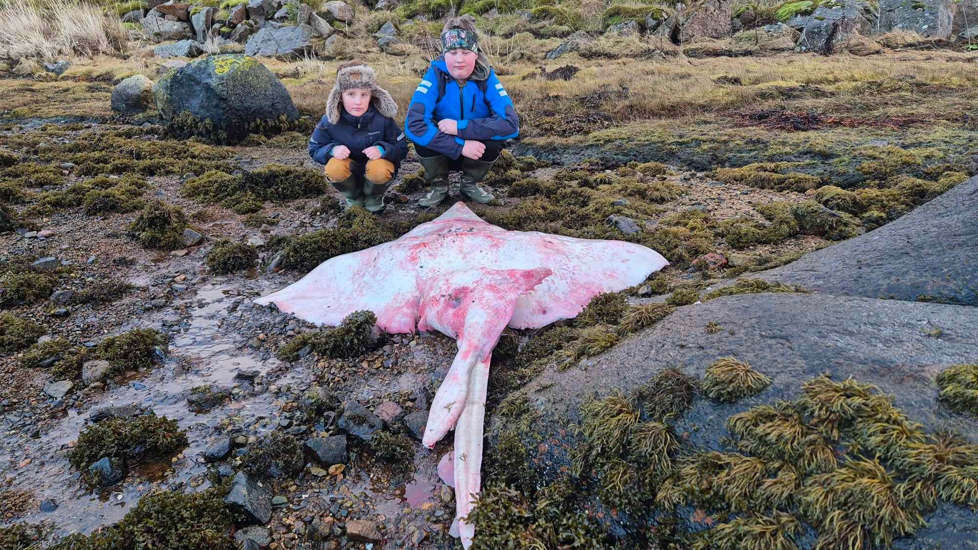 Fant gigantisk og sjelden fisk i fjæra - hitra-froya.no