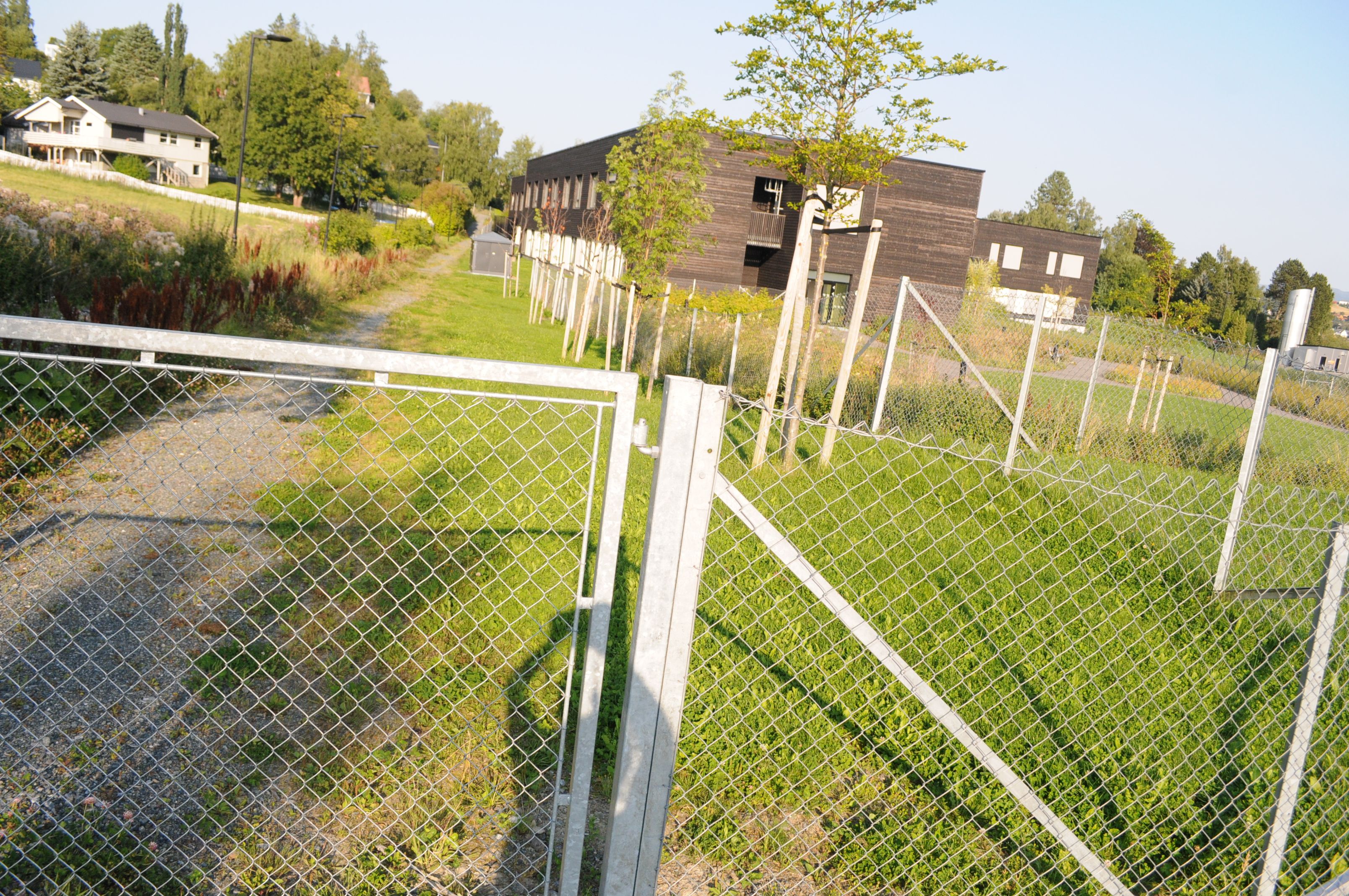 Fem spørsmål om gjerdet på Staup til kommunalsjef for helse - innherred.no