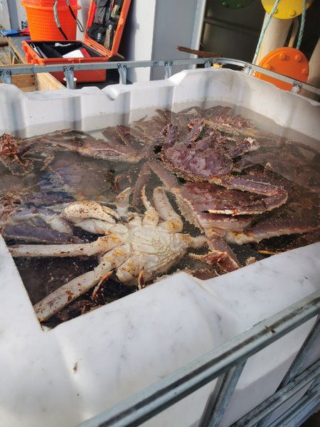 Kystvakten beslagla teiner med 700 kilo kongekrabber - banett.no