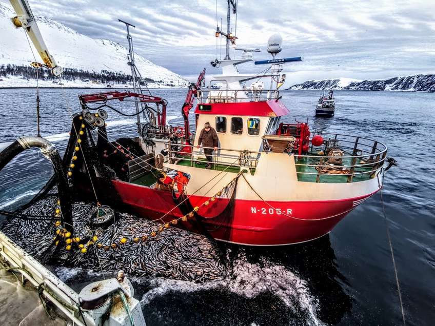 Norge øker sin andel av NVG-silda - kystogfjord.no