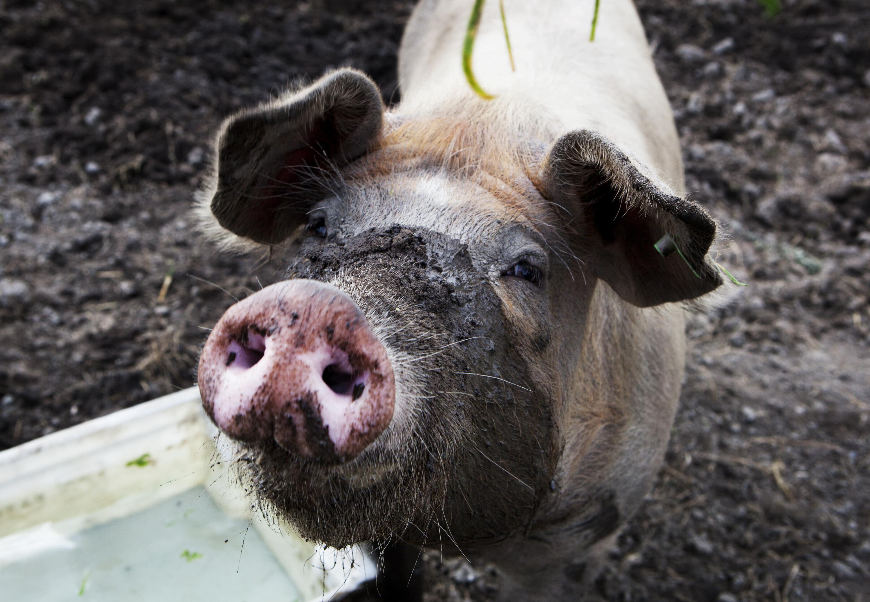 Hva er det med dyr? - adressa.no