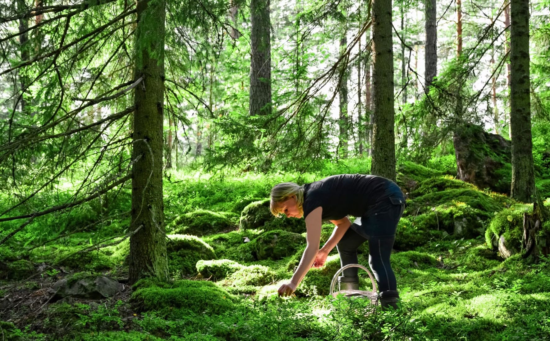 Opptak: Slik vil de ta vare på økosystemet i skogen - folkebladet.no