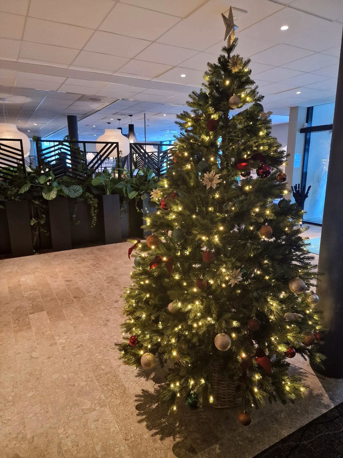 Dette ensomme juletreet søker gaver - s-n.no