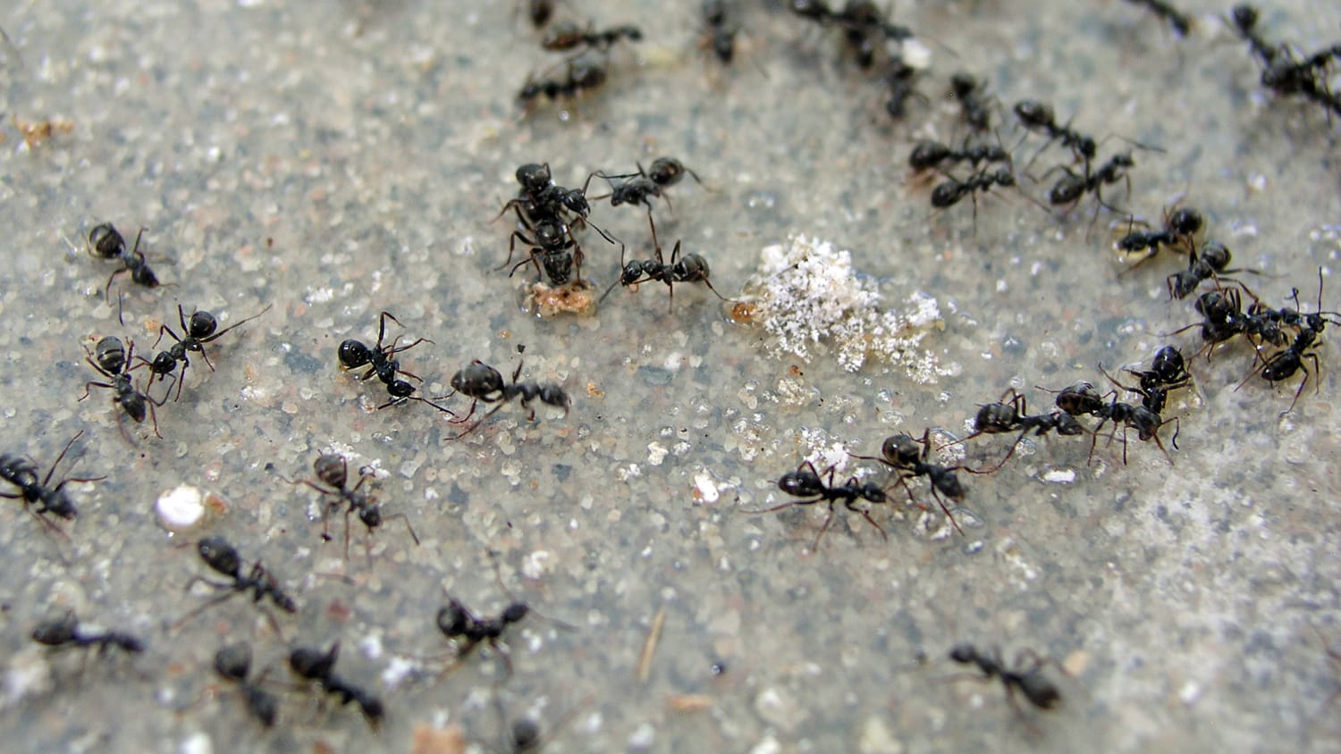 Flere maur innendørs - vol.no