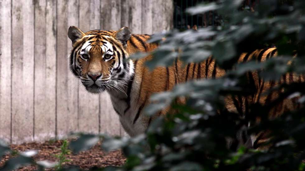 Over 100 tigere blir drept hvert år - framtidinord.no
