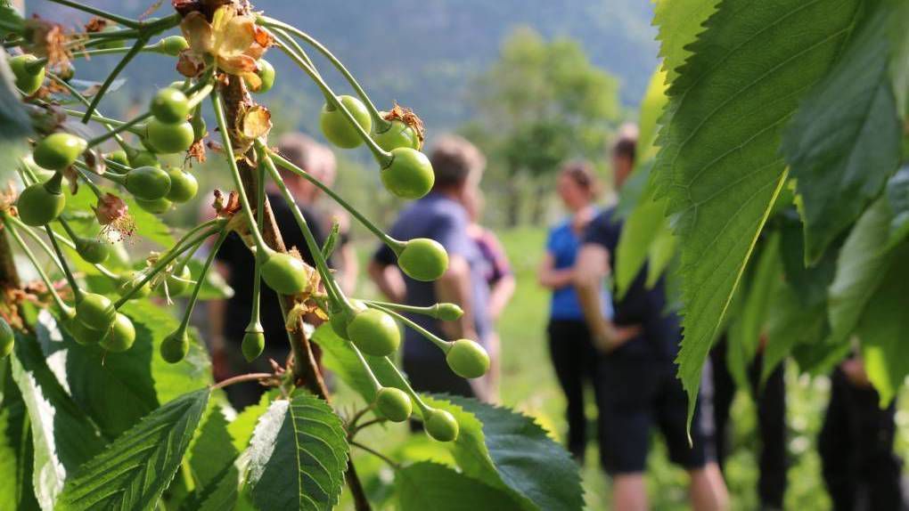 Reknar med at dei første morellene er klare 24. juli - porten.no
