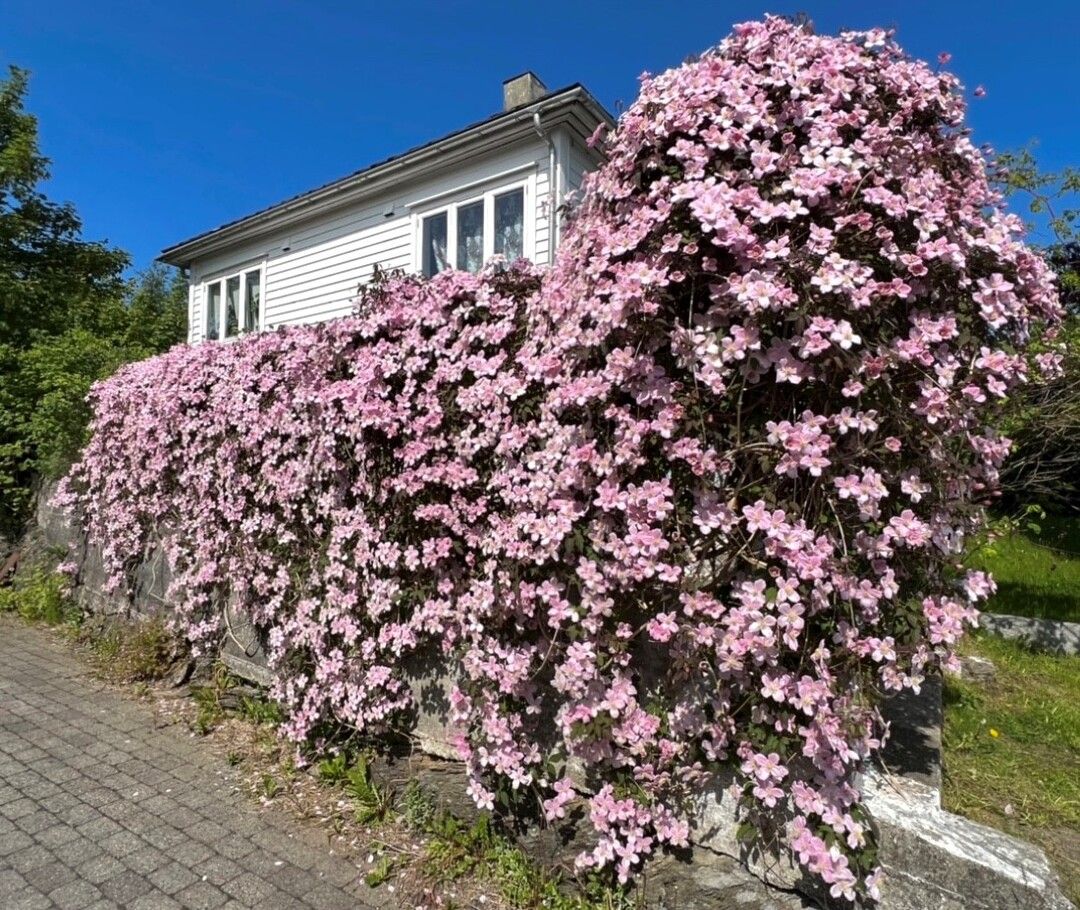 No blømer «verdas største» klematis - sunnhordland.no