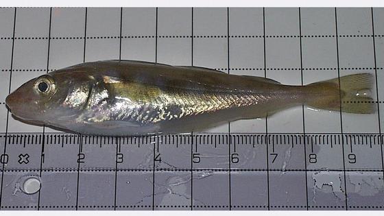 Lovende for sild og hyse - kystogfjord.no