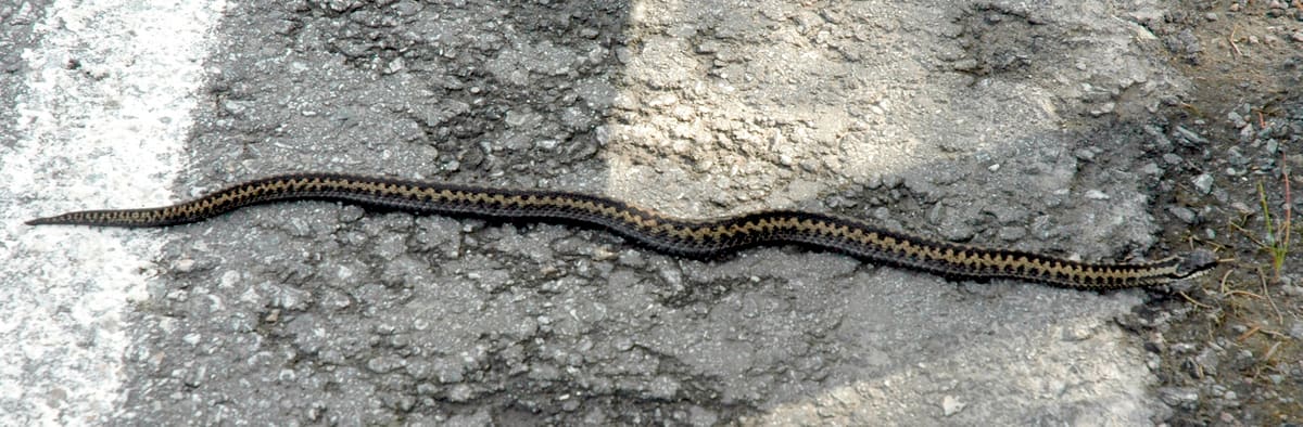 Hoggorm på nye stadar - smp.no