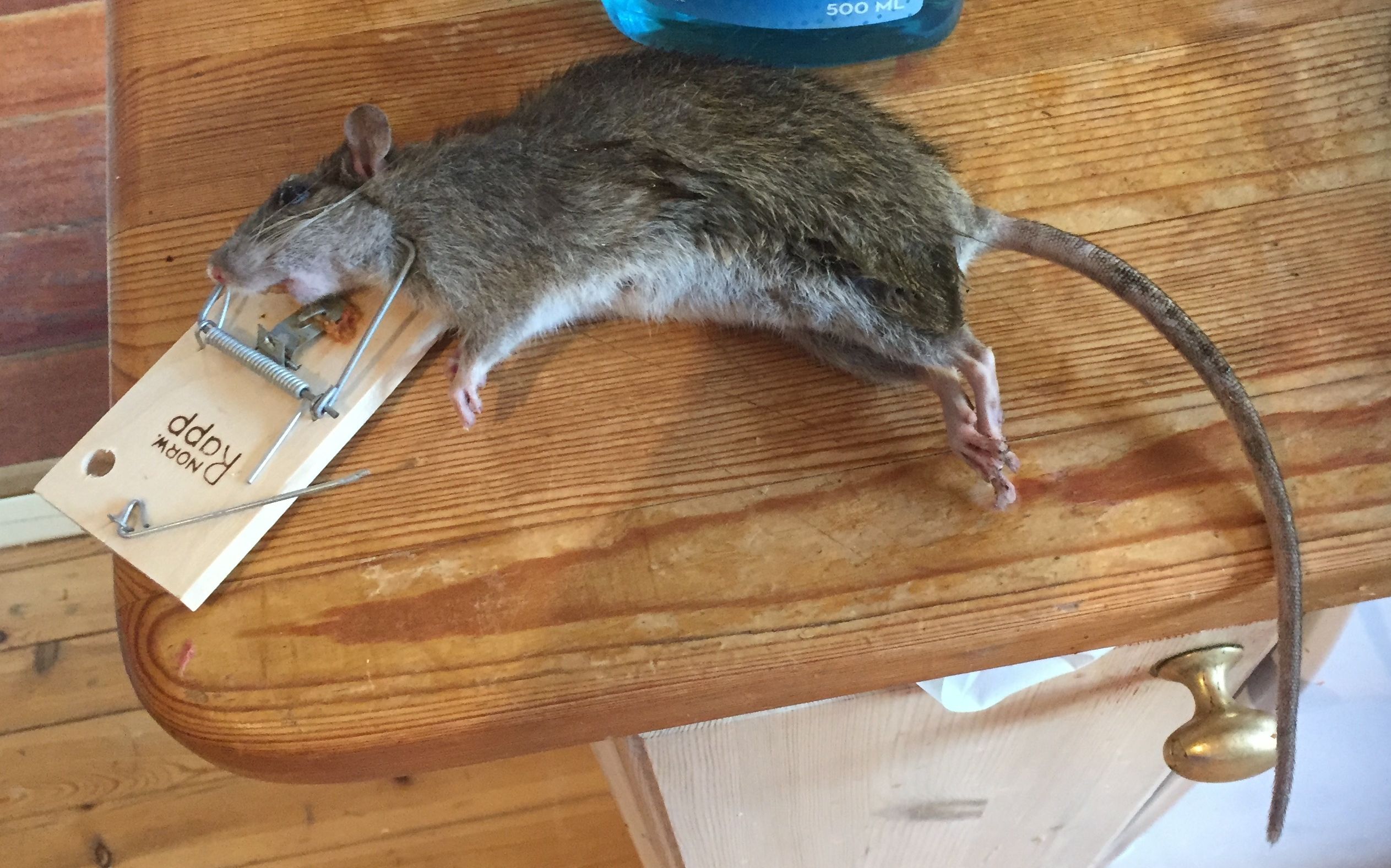 Rotteinvasjon: - Får ikke sove og klarer ikke slappe av hjemme ...
