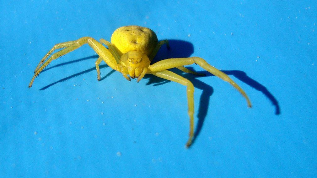 Hva er dette for en edderkopp? - adressa.no