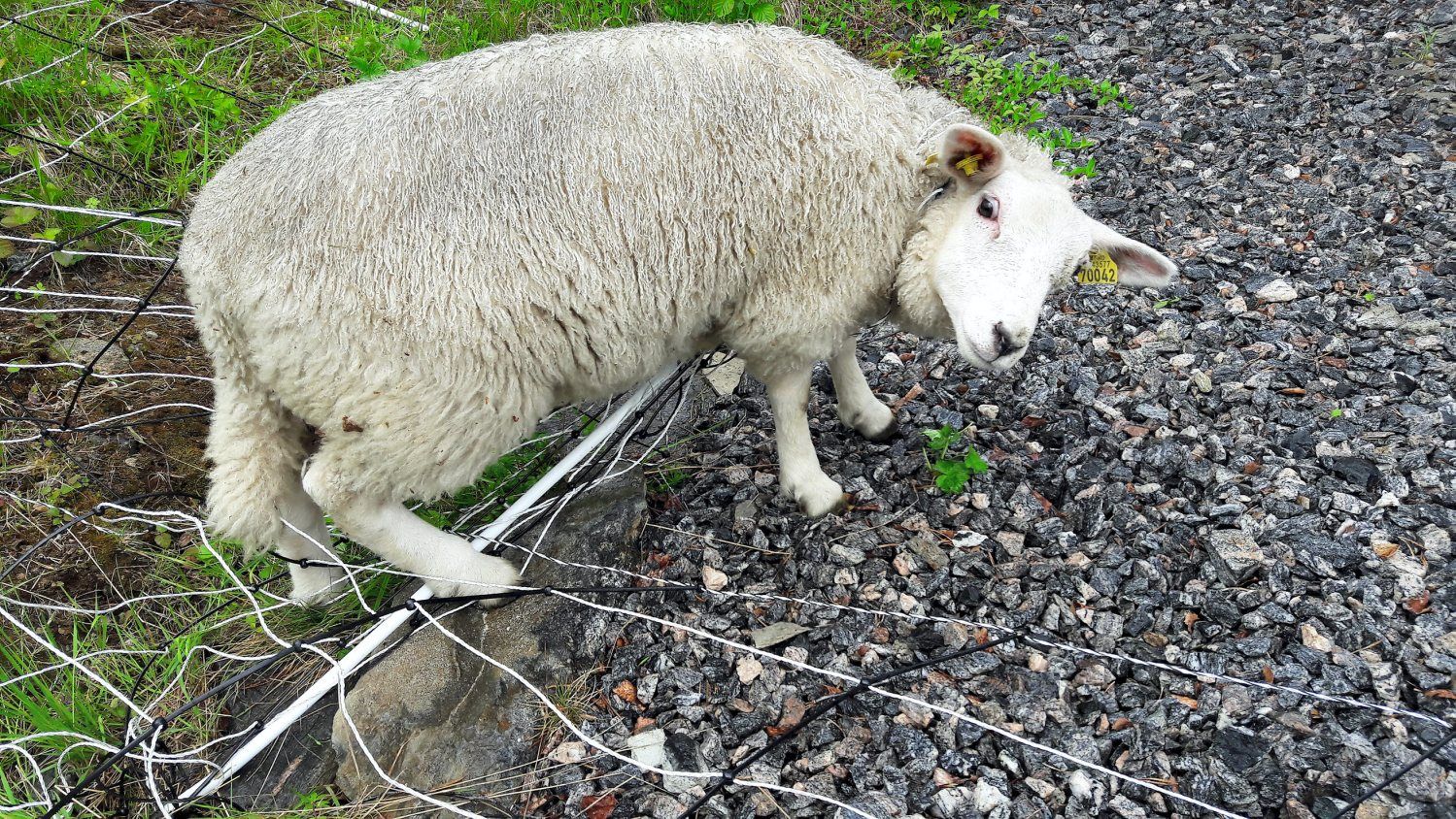 Mattilsynet: Nettinggjerde er ulovlege utan straum - smp.no