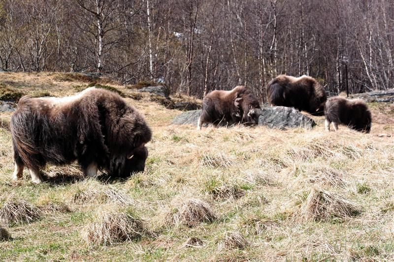 Ny studie: Flere moskus kan være et klimatiltak - opp.no
