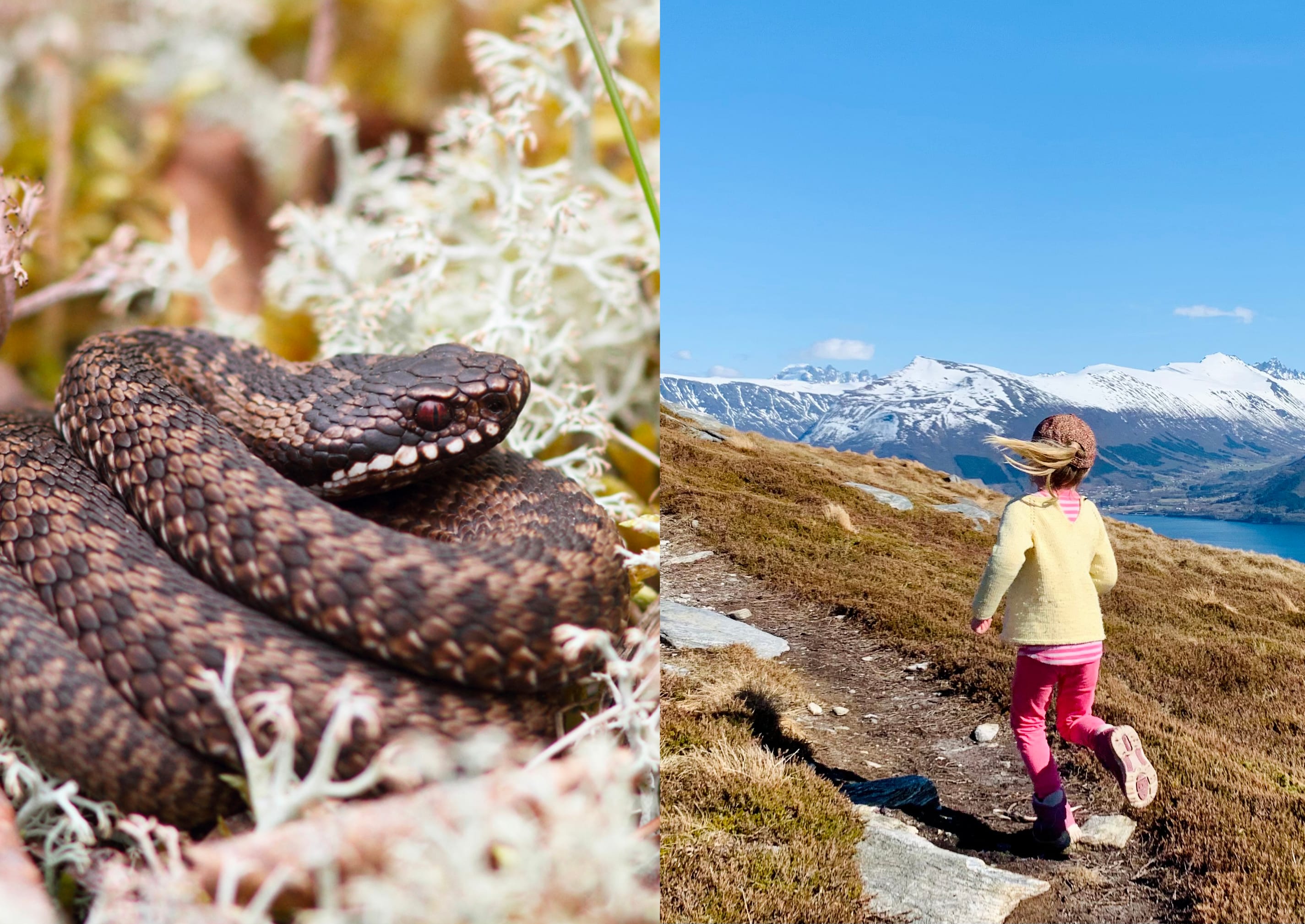 Heller orm enn underleving - vikebladet.no