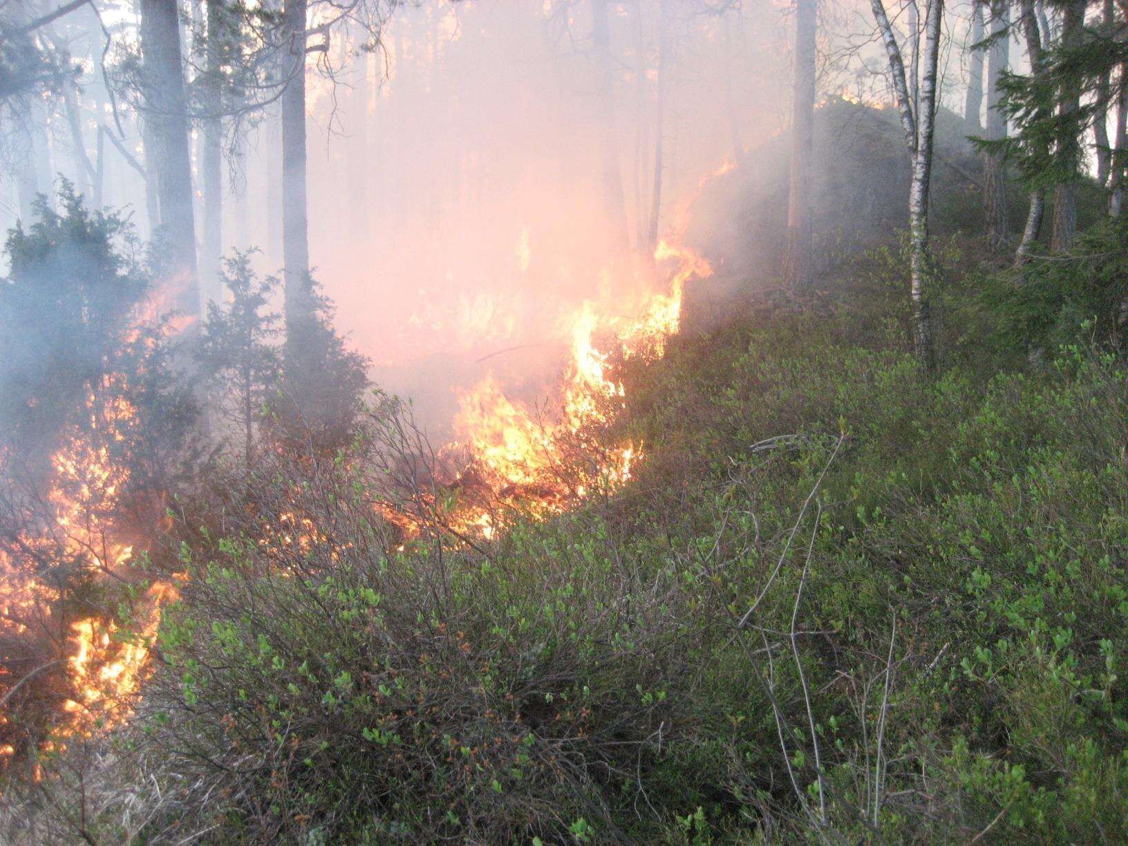 Rykket ut på bil- og krattbrann - venneslatidende.no