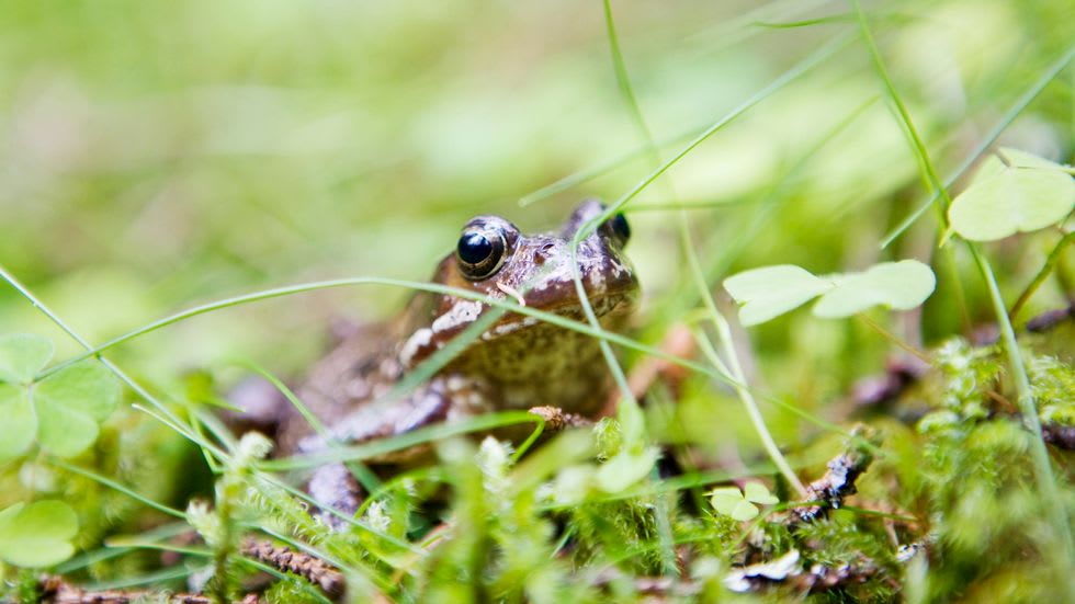 Norske frosker og salamandere trues av dødelig sopp - itromso.no
