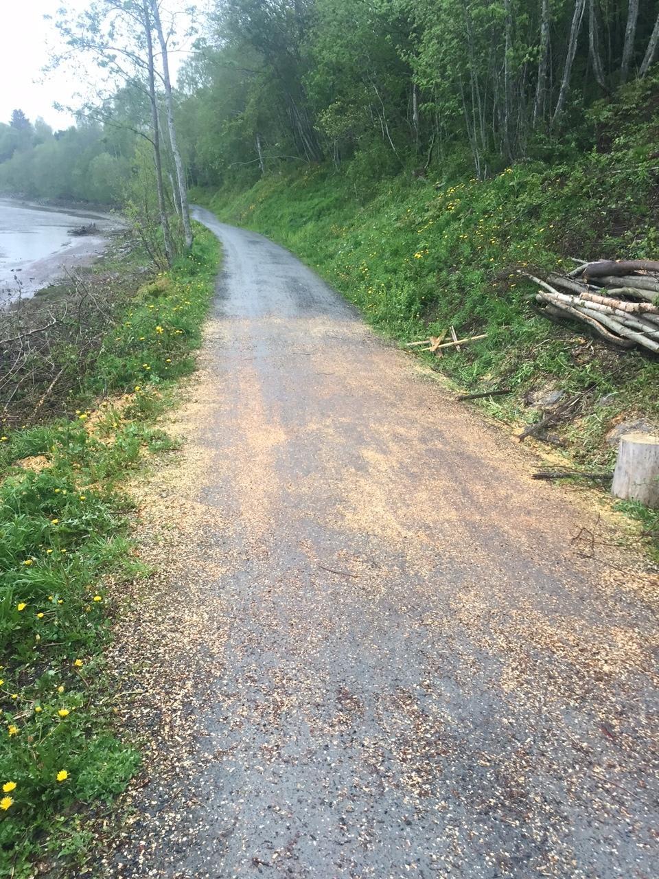 Rotete etter promenade-rydding - innherred.no