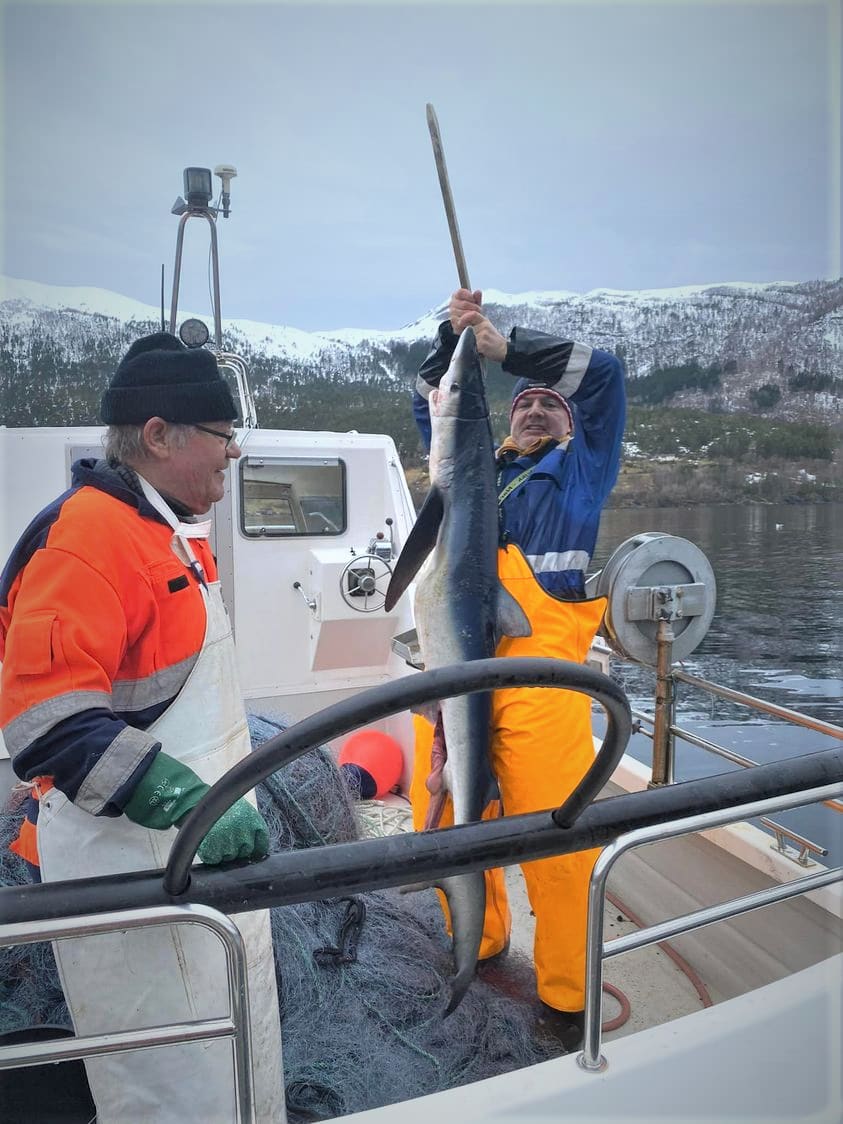 Fekk blåhai i Kilsfjorden i Volda - morenytt.no