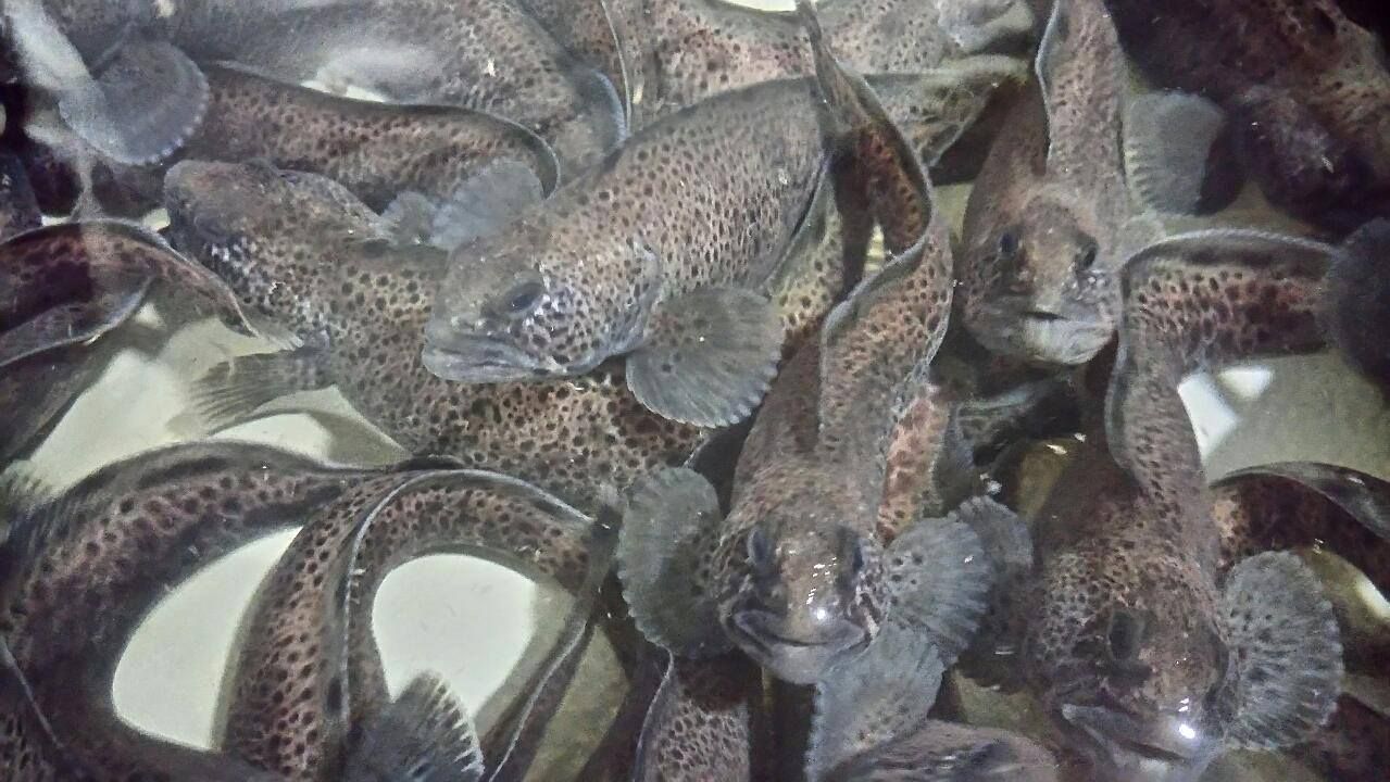 Nå kommer oppdretts-steinbiten - kystogfjord.no