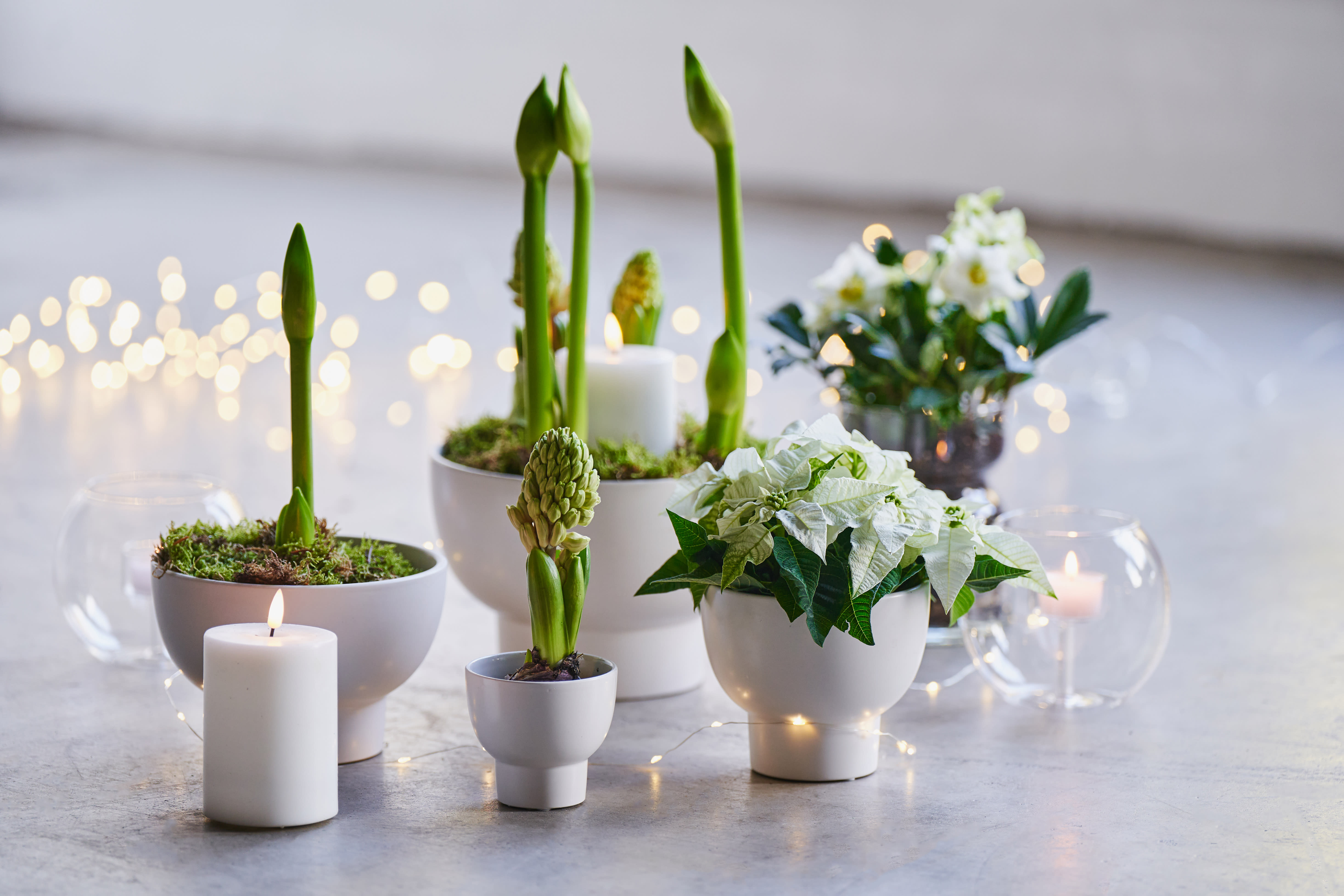 Slik får du juleblomstene til å vare helt til jul - fvn.no