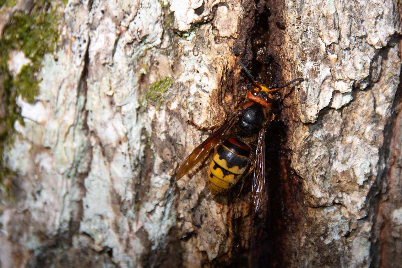 Vestlendingane kan bli premierte for å finne Noregs største veps ...