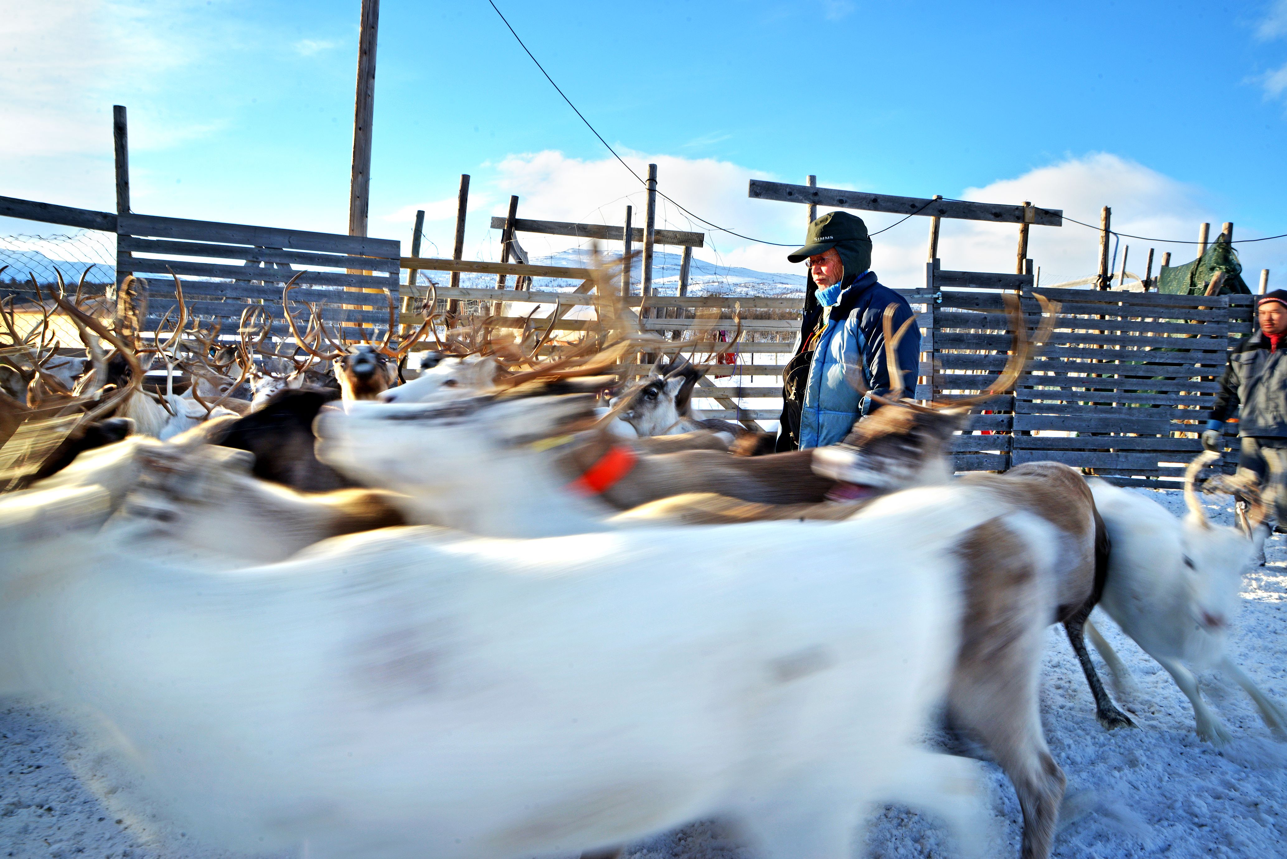 Tautrekking om ny reindriftslov: Slik ble de enige - opp.no