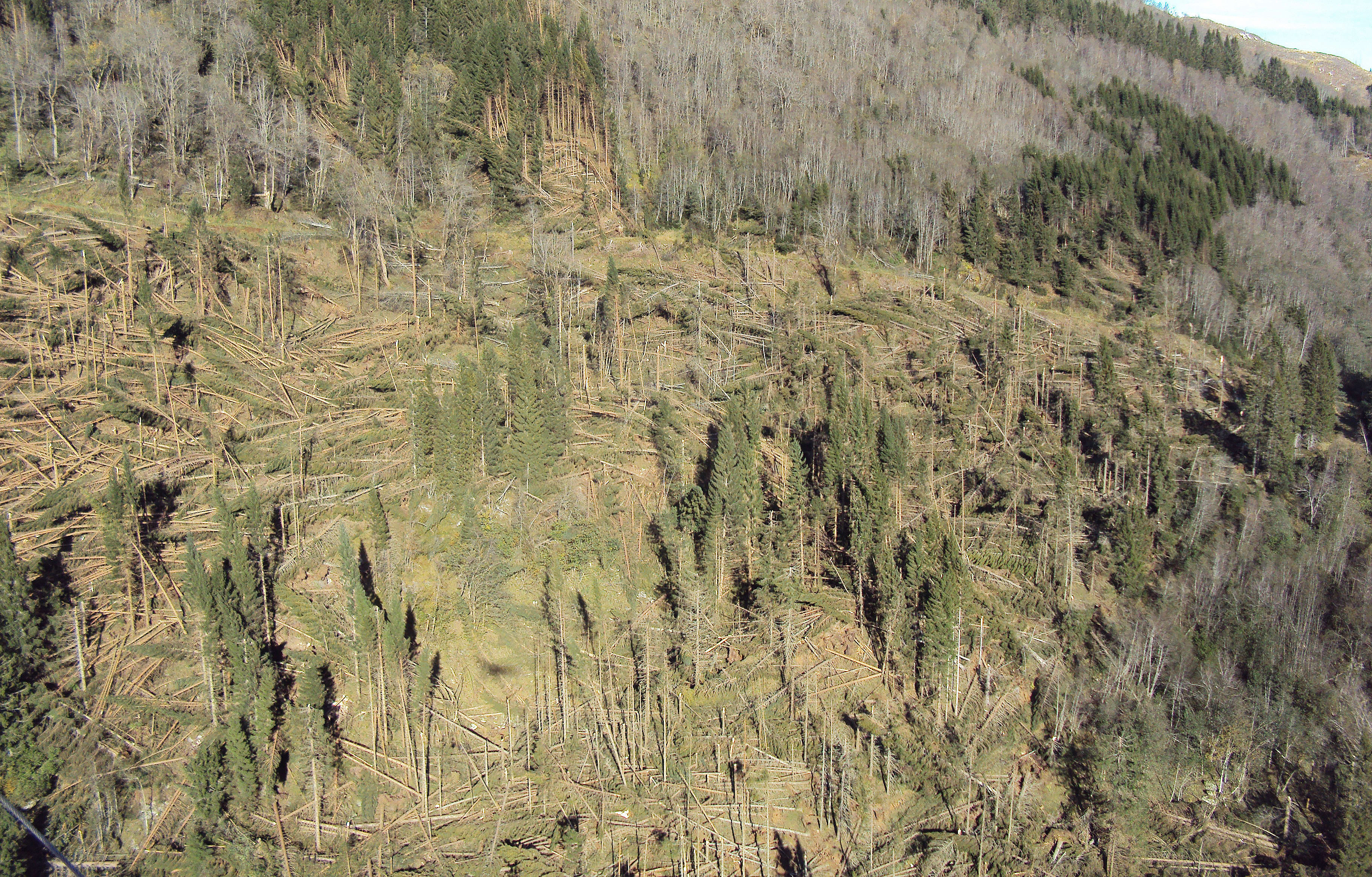 Flyfoto viser store skogtap etter ekstrem­været - dette sier skogbruks ...