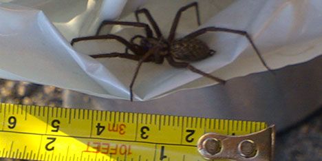 Norges største edderkopp? - fvn.no