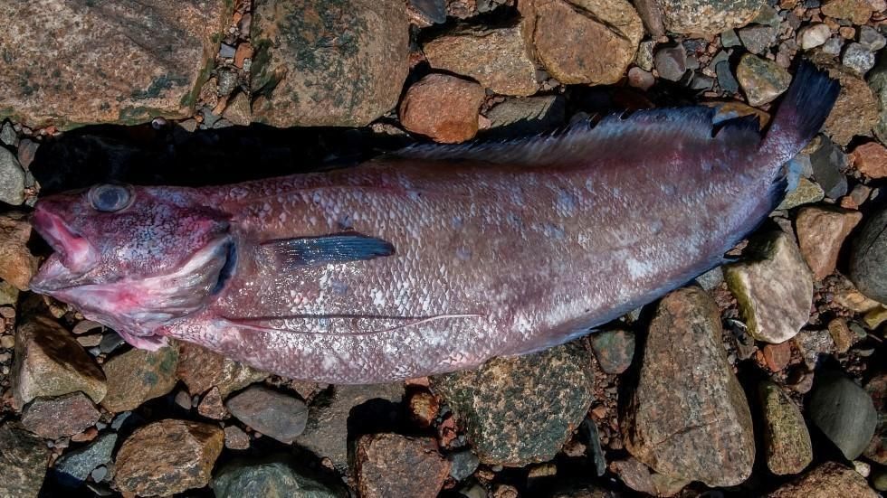 Hvilken skapning er dette?