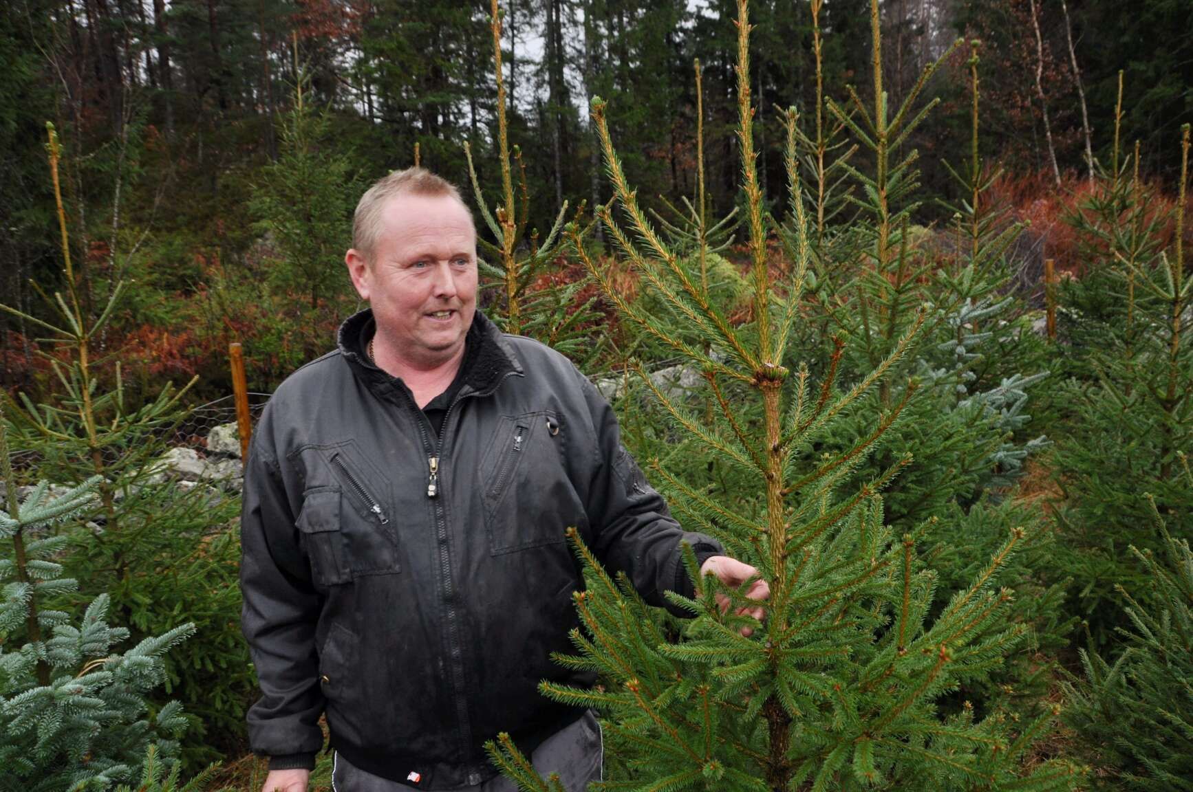 Så går vi rundt om en edelgran ... - gat.no