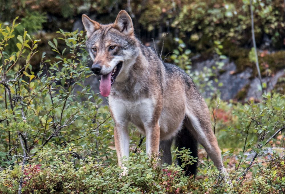 Ulv vandret trolig via Lister fra Sverige til Eigersund - lister24.no Ulv vandret trolig via Lister fra Sverige til Eigersund - lister24.no