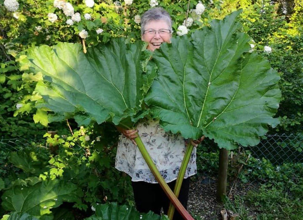 Solfrid har ein 100 år gamal rabarbra-gigant - sunnhordland.no