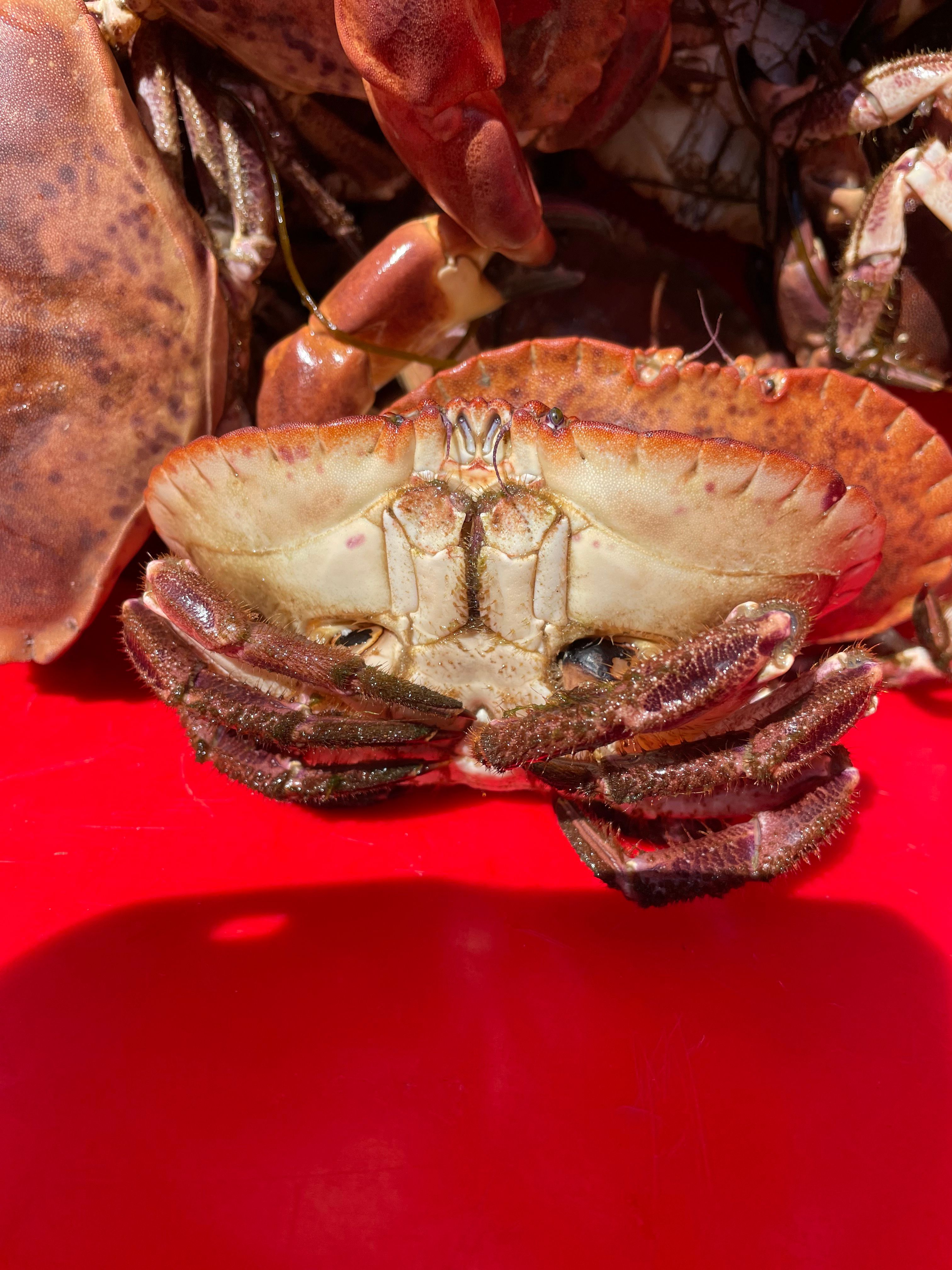 Fant flere krabber uten klør: – Dyreplageri - l-a.no