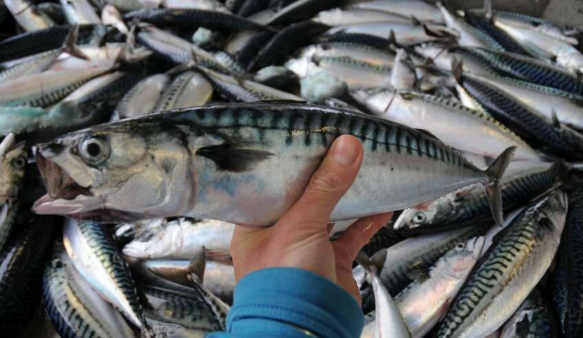 Makrell på mer enn 500 gram - kystogfjord.no