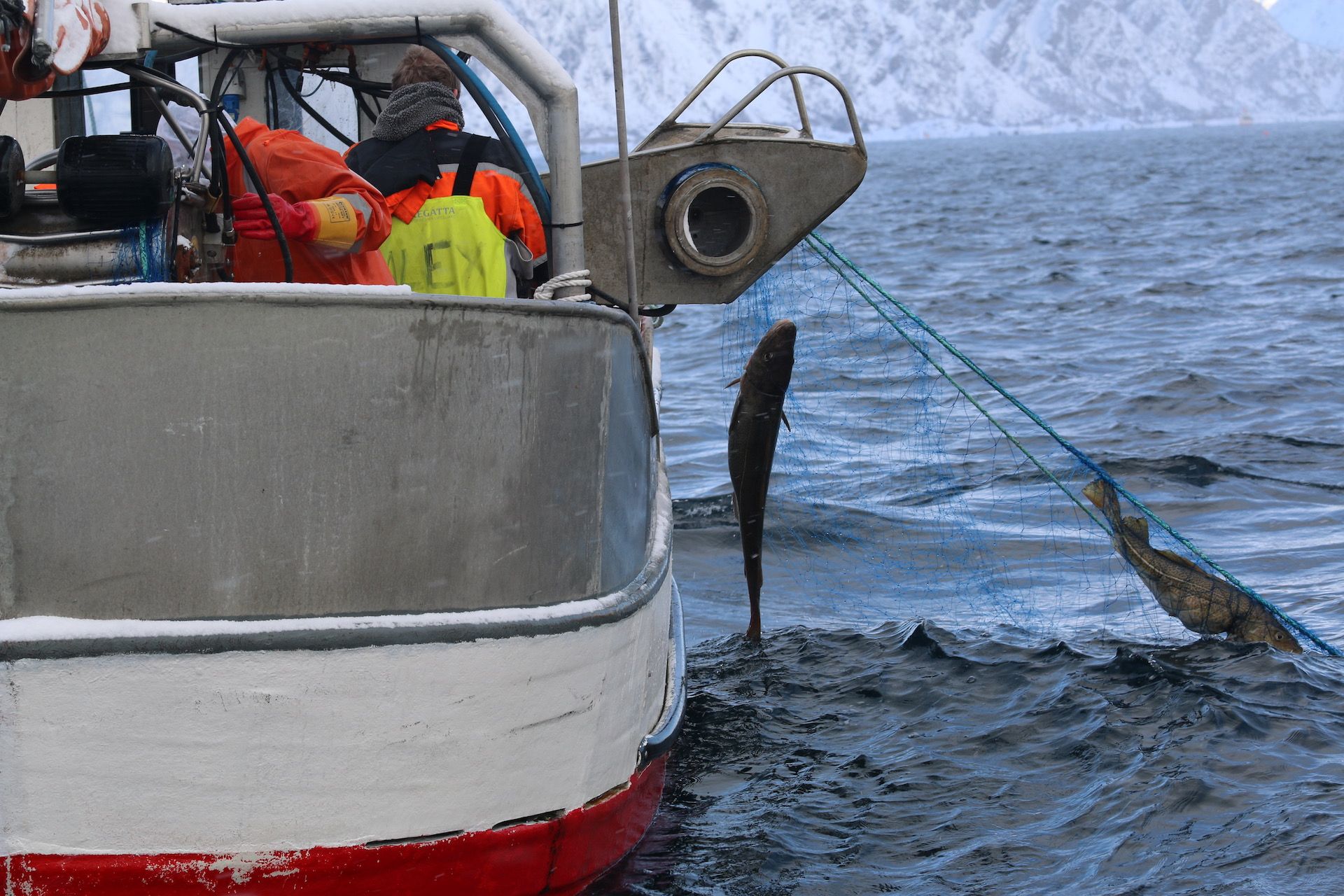 Nå skal fiskerne ta et krafttak - kystogfjord.no