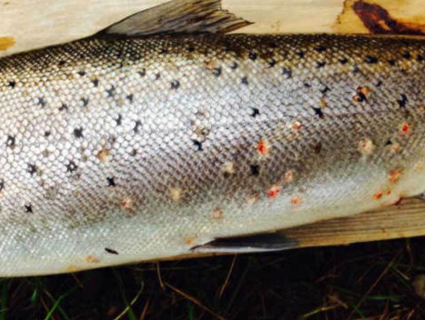 - Uheldig utvikling av lakselus - folkebladet.no