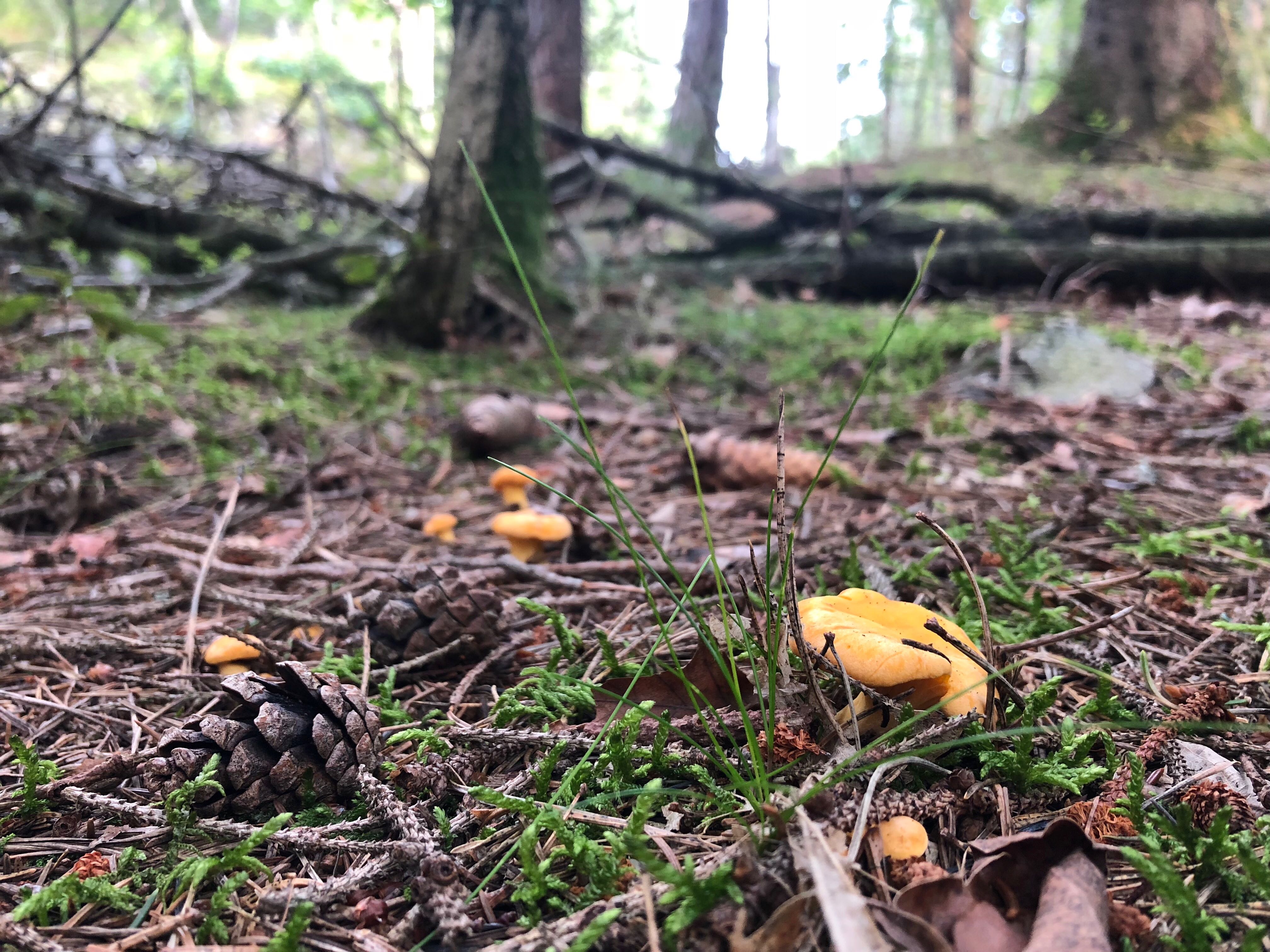 Derfor bør du komme deg ut i skogen nå - fvn.no