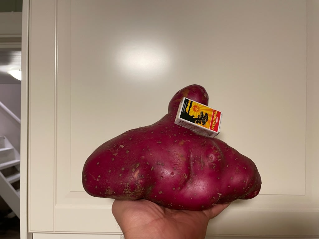 Er dette Norges største potet? - adressa.no