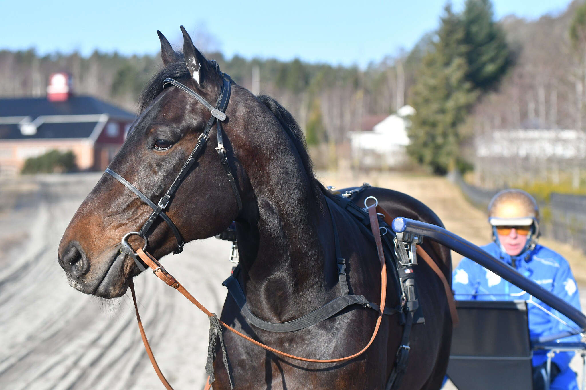 Hingsten kostet fem millioner kroner, men har så langt floppet:– Vet ...