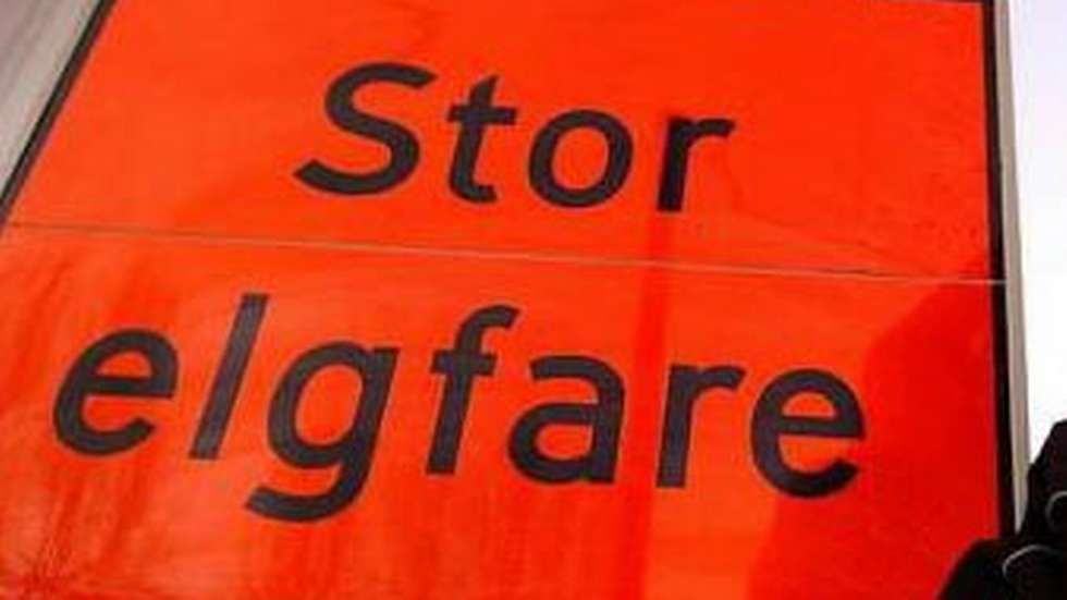 Trafikale problemer etter at bil kjørte på elg - folkebladet.no